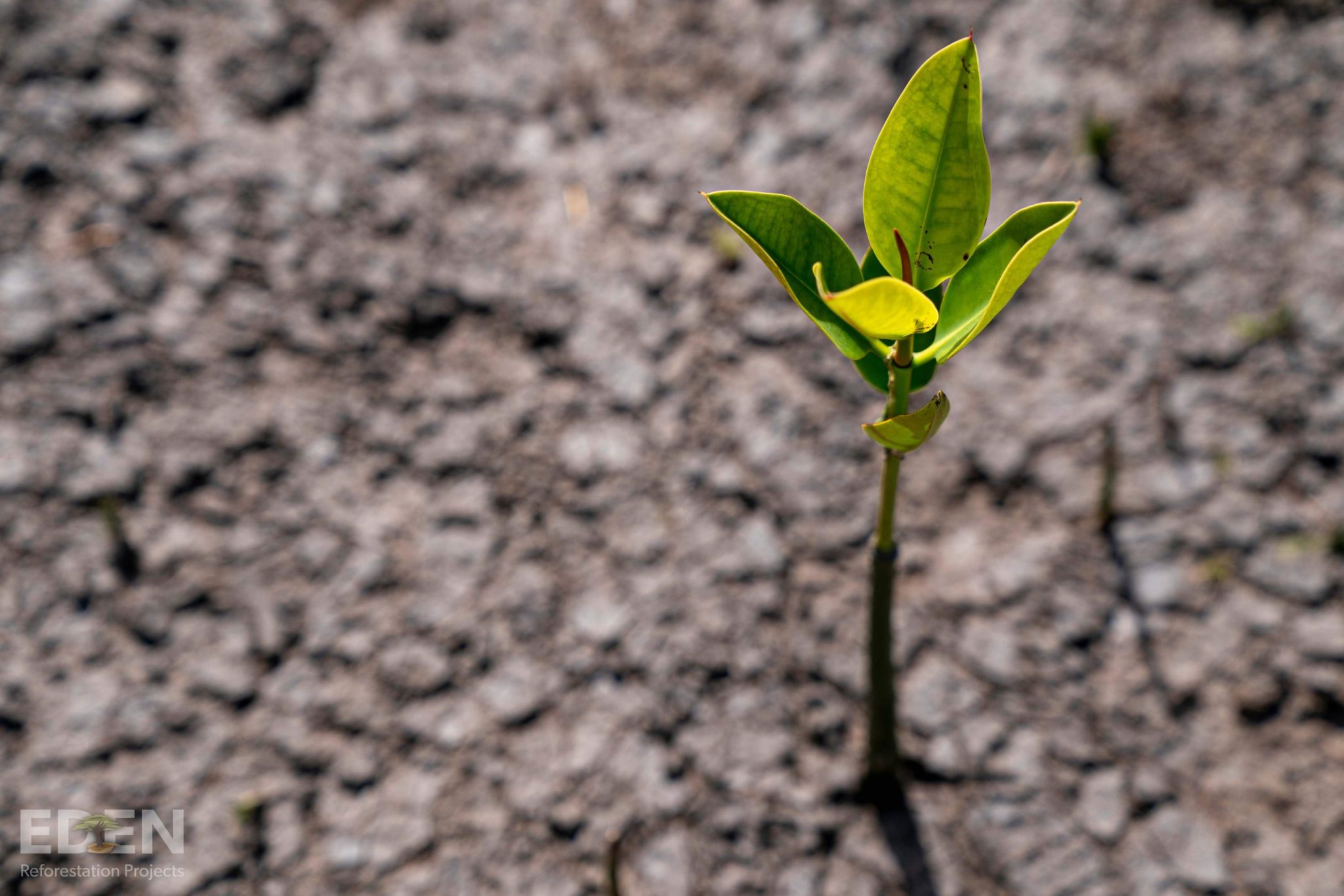 Endura Commit to Plant 1 Million Trees a Year. - Wideopen Magazine
